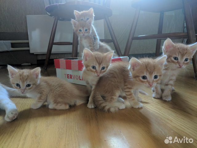 Рыжие котята 2 месяца