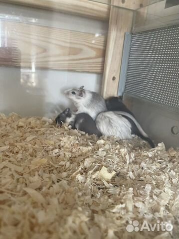 Песчанка редких окрасов, носители голубого гена