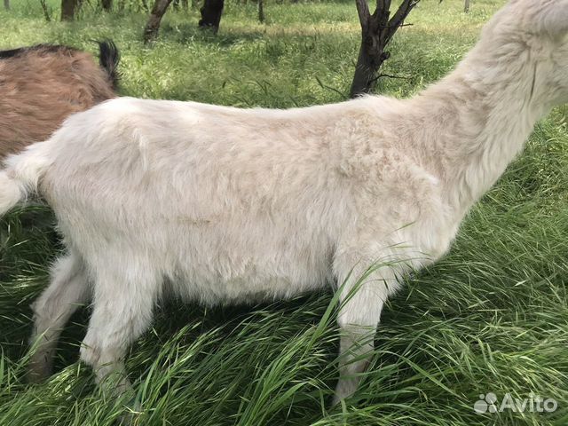 Продаются козы Симферополь цена договорная