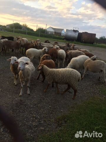 Продается овца