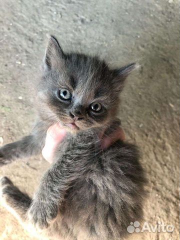 Котёнок