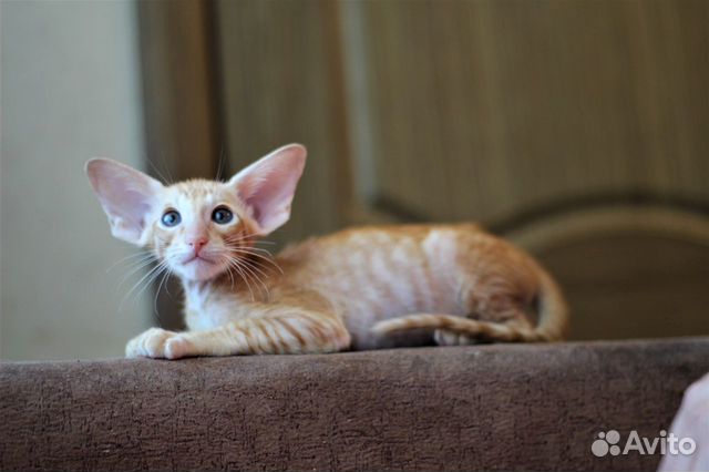 Ориентальная