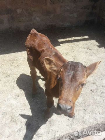 Теленок бык