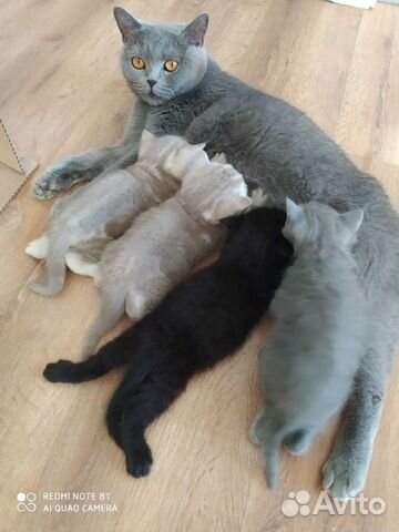 Британские котята
