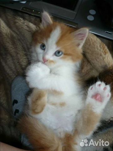 Рыжий пушистый котёнок 2мес в добрые руки