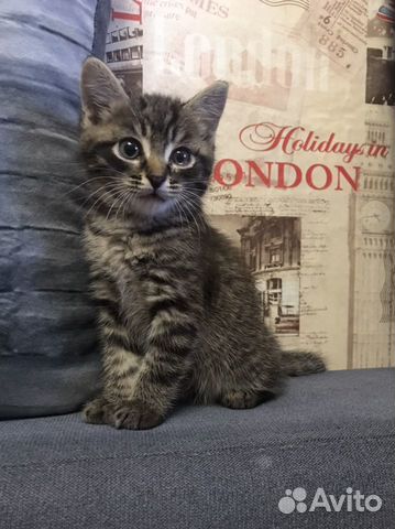 Котёнок
