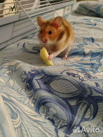 Сирийский хомяк бесплатно