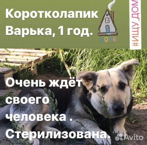 Варя ищет дом