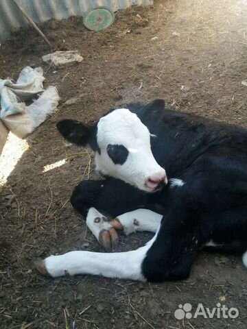 Сх животное