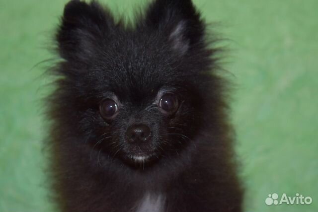 Шпиц - мальчик подросток