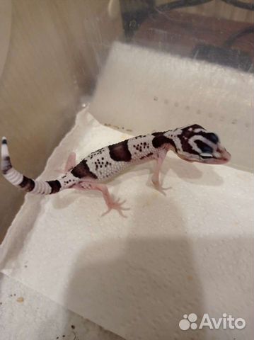 Иранский эублефар