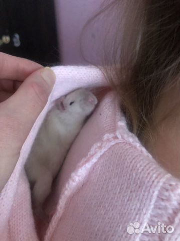 Отдам крыса