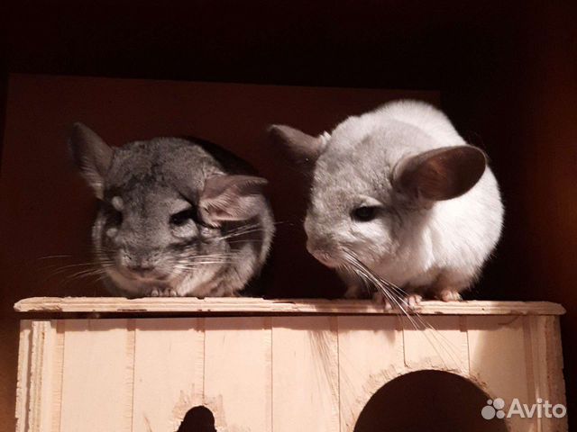 Продам Двух Шиншилл мальчика и девочку
