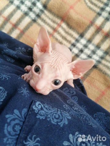 Донской сфинкс котята