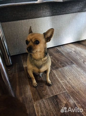 Продам щенков той- рерьера