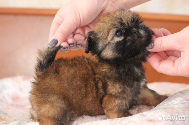Мальчик шитцу миник
