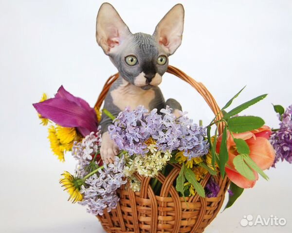 Поскребу по душе, качество гарантирую - сфинксёныш