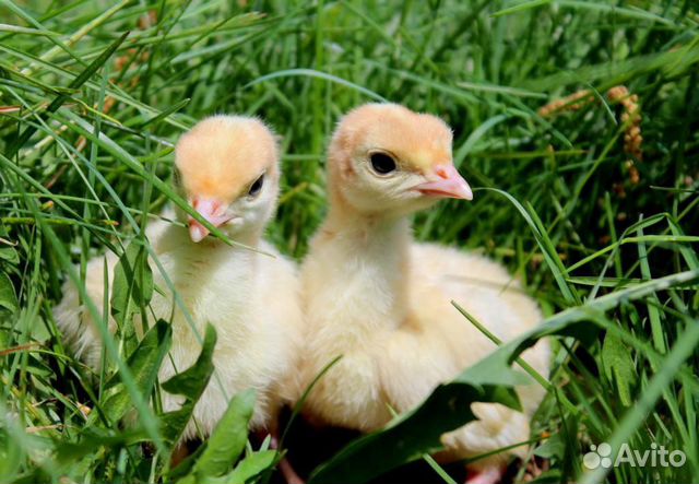 Суточны индюшата, цыплята (опт)