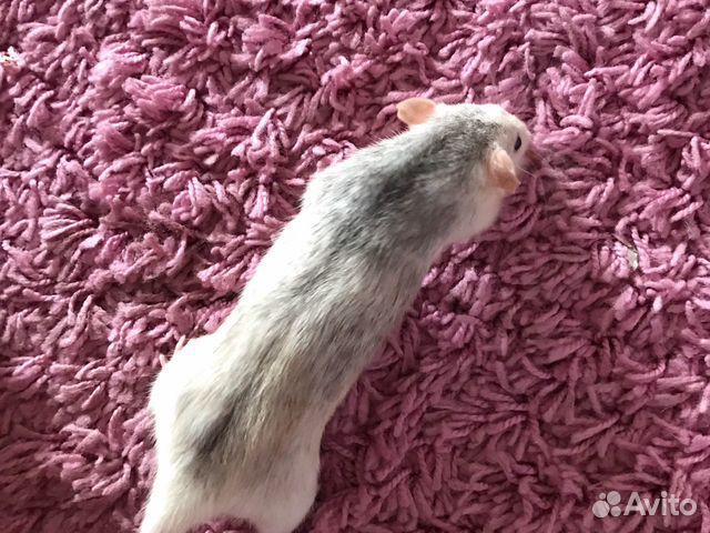 Крыса дамбо