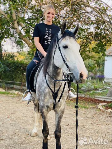 Продается Мерин