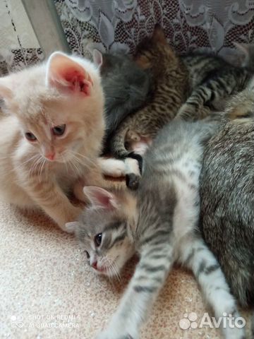 Возьмите котенка