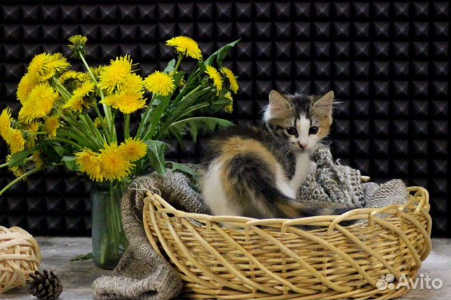 Котенок Клякса