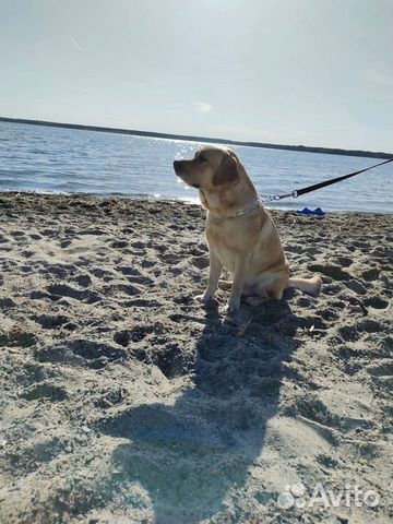 Вязка лабрадора