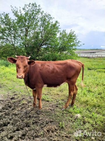 Продам корову, теленка, телочку