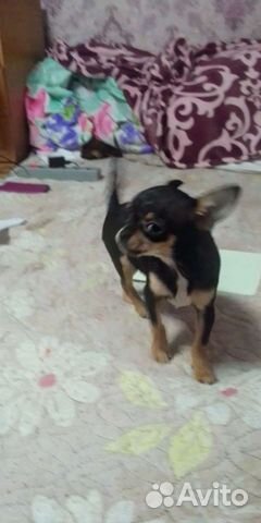 Чихуахуа Фрося ищет срочно жениха