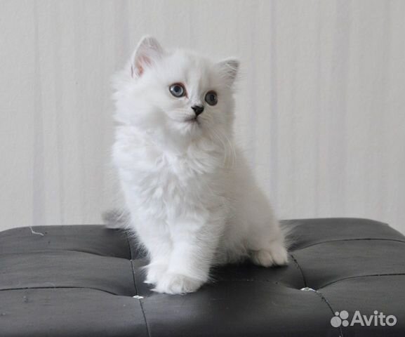 Британские котята с документами