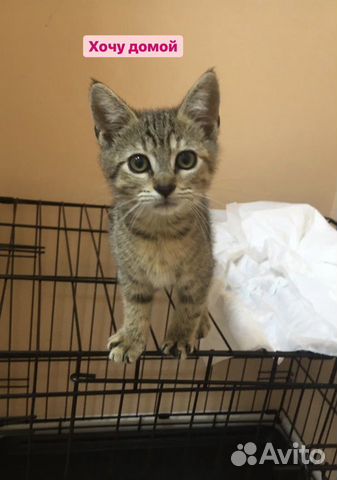 Котенок, 1,5 месяца ищет дом