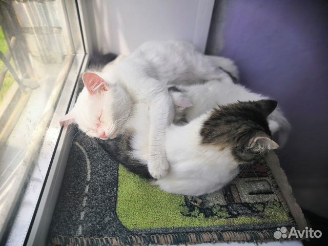 Пристраиваются парой Одна душа на двоих