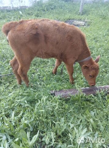 Продается тёлочка трехмесячный