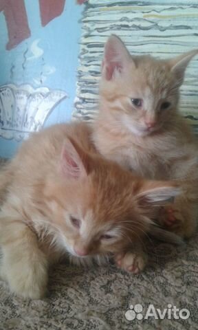 Котики бесплатно