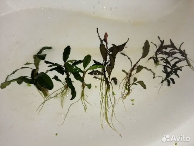 Буцефаландры 3 вида