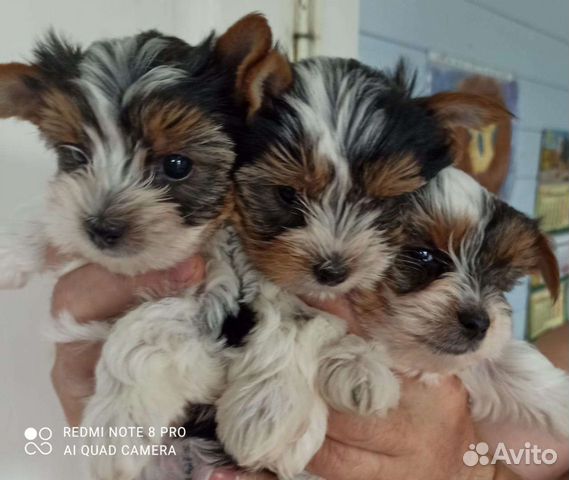 Щеночки Бивер-йорка