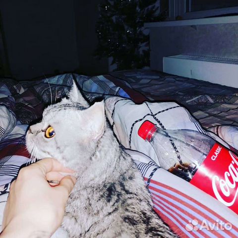 Кот