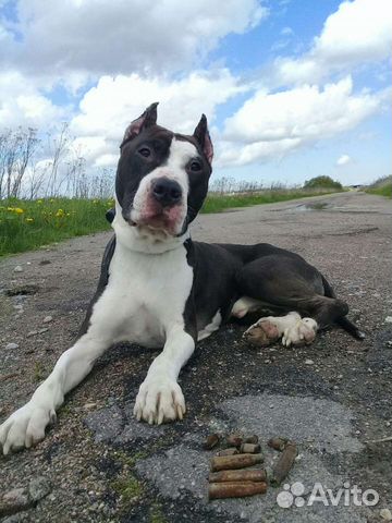 Стаффордширский терьер