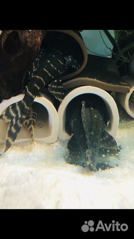 L 204 Panaqolus albivermis пара