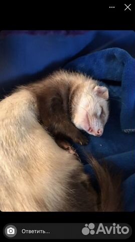 Хорек (фретка) в самые добрые руки