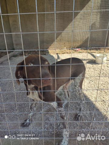 Курцхаар шенок в добрые руки