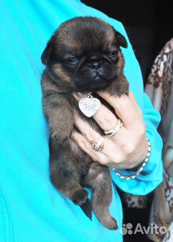 Девочка пти брабансон