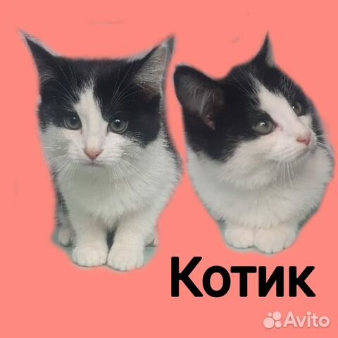 Одинокий котик в добрые руки, бесплатно