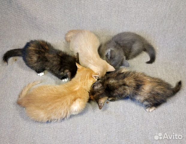 Котята в хорошие руки