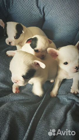 Щенки