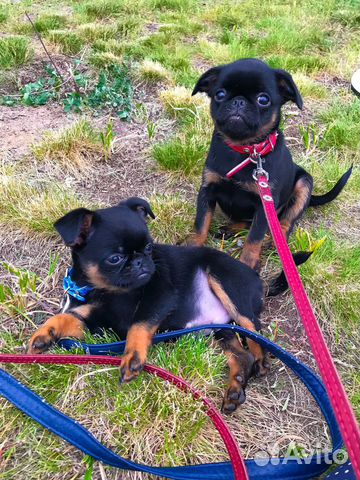 Бельгийский грифон