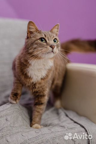 Кошка Тишка в добрые руки