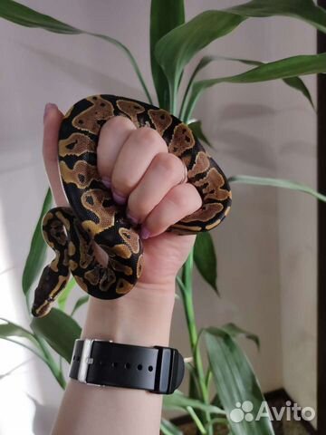 Королевская змея