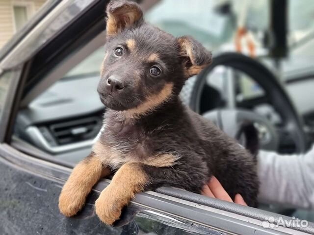 Щенок Рокки ждёт добрых хозяев