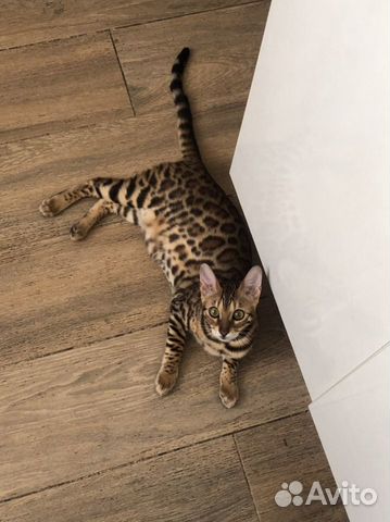 Бенгальская кошка